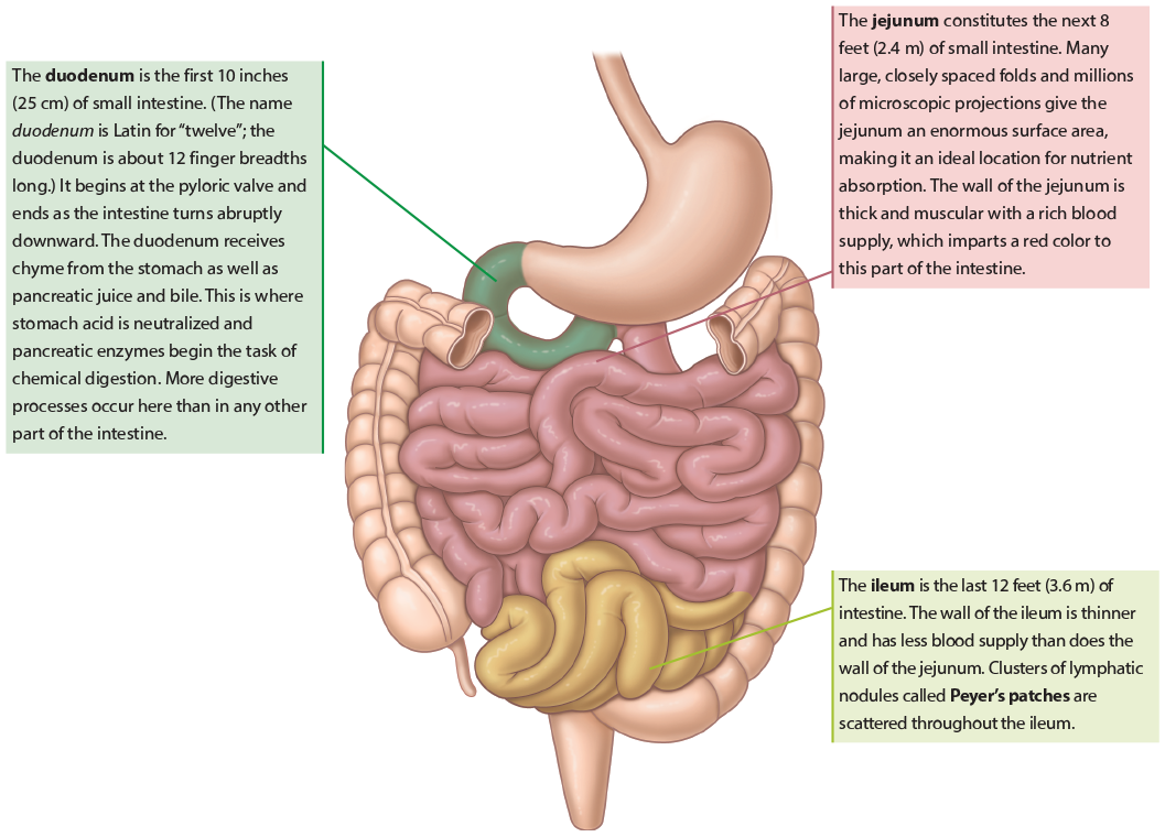 Large Intestine Length In Feet Bruin Blog
